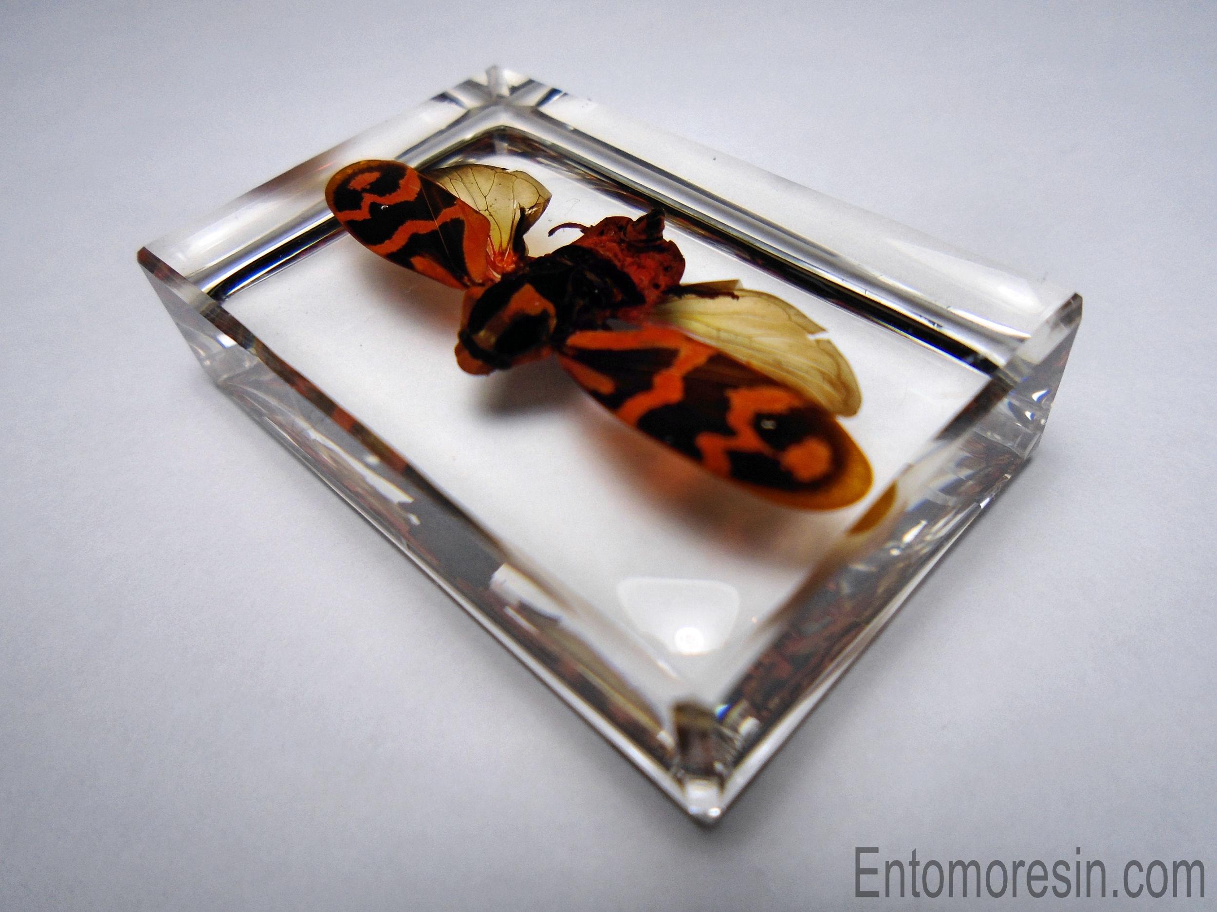 CERCOPIDAE FROGHOPPERS or SPITTLEBUGS