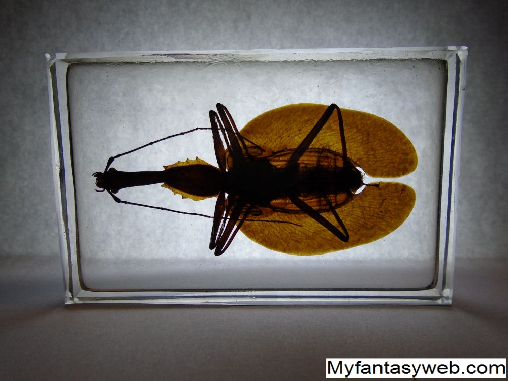 VIOLIN BEETLES ( MORMOLYCE PHYLLODES ) TAXIDERMY