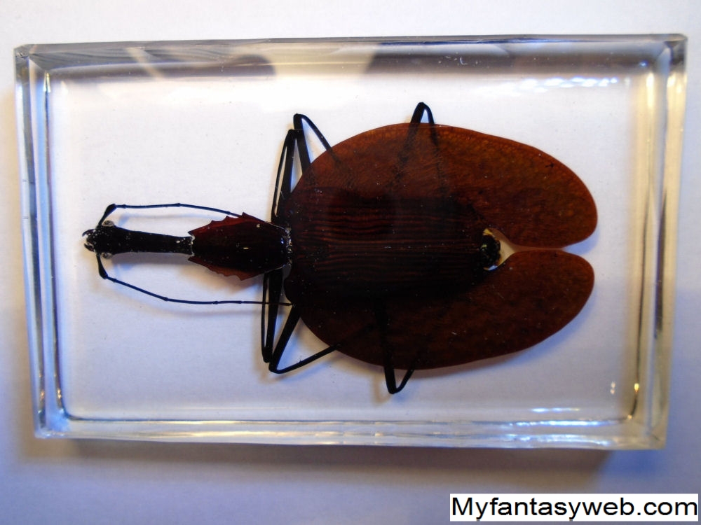 VIOLIN BEETLES ( MORMOLYCE PHYLLODES ) TAXIDERMY