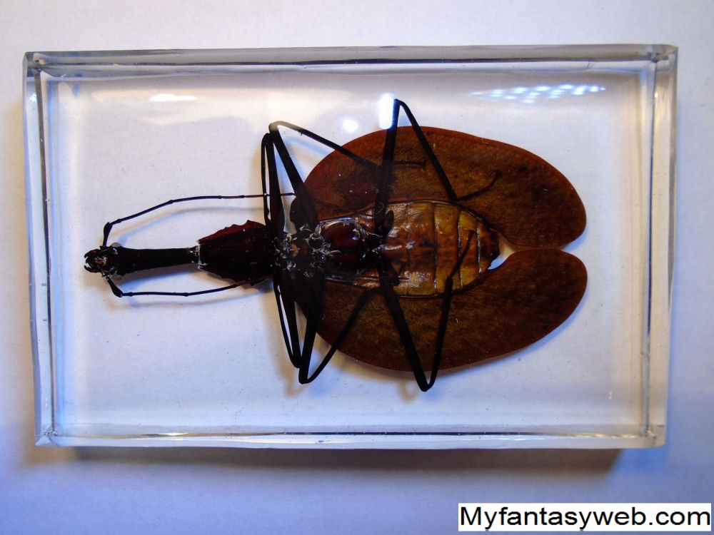 VIOLIN BEETLES ( MORMOLYCE PHYLLODES ) TAXIDERMY