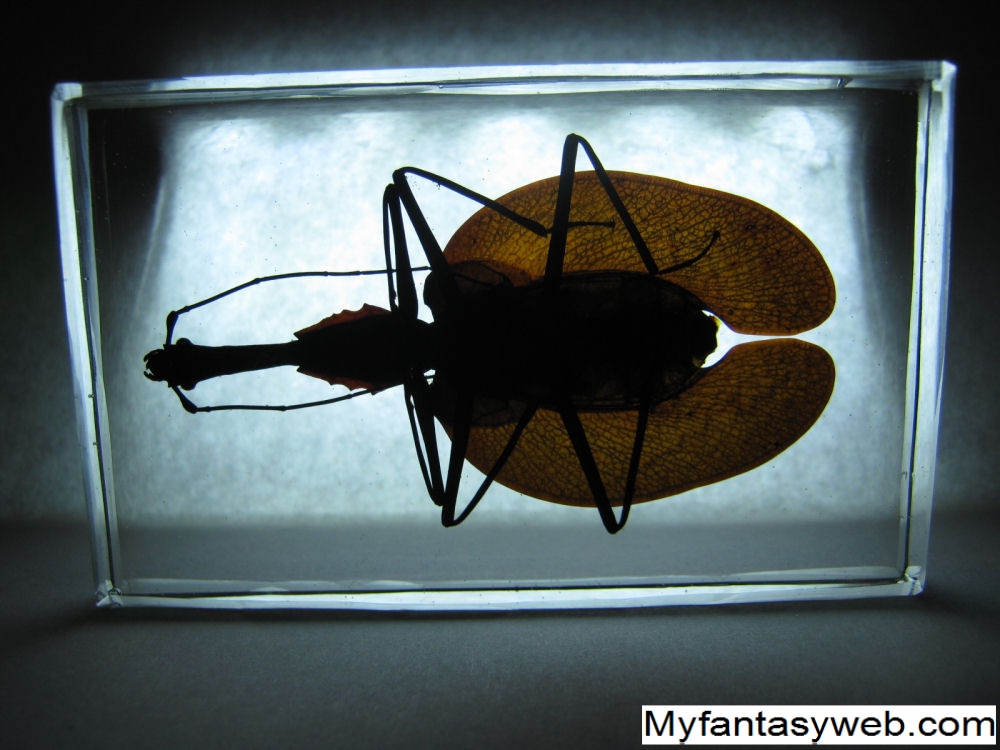 VIOLIN BEETLES ( MORMOLYCE PHYLLODES ) TAXIDERMY