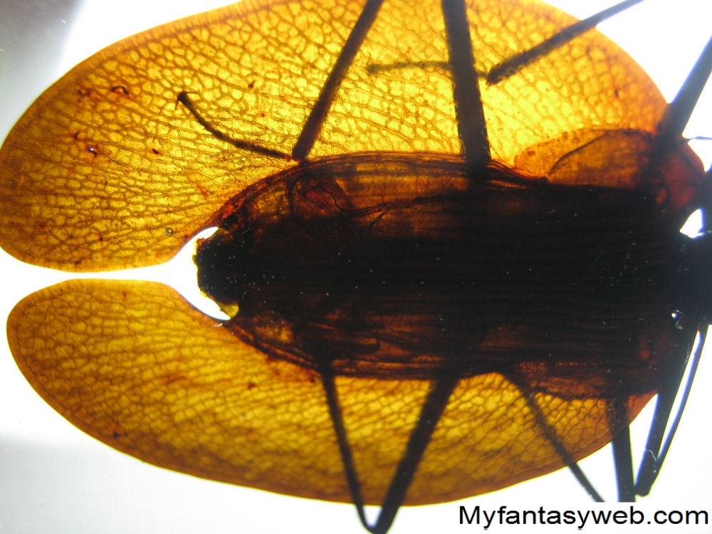 VIOLIN BEETLES ( MORMOLYCE PHYLLODES ) TAXIDERMY