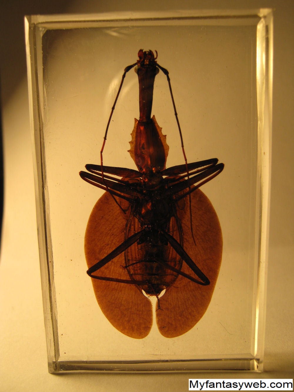 VIOLIN BEETLES ( MORMOLYCE PHYLLODES ) TAXIDERMY