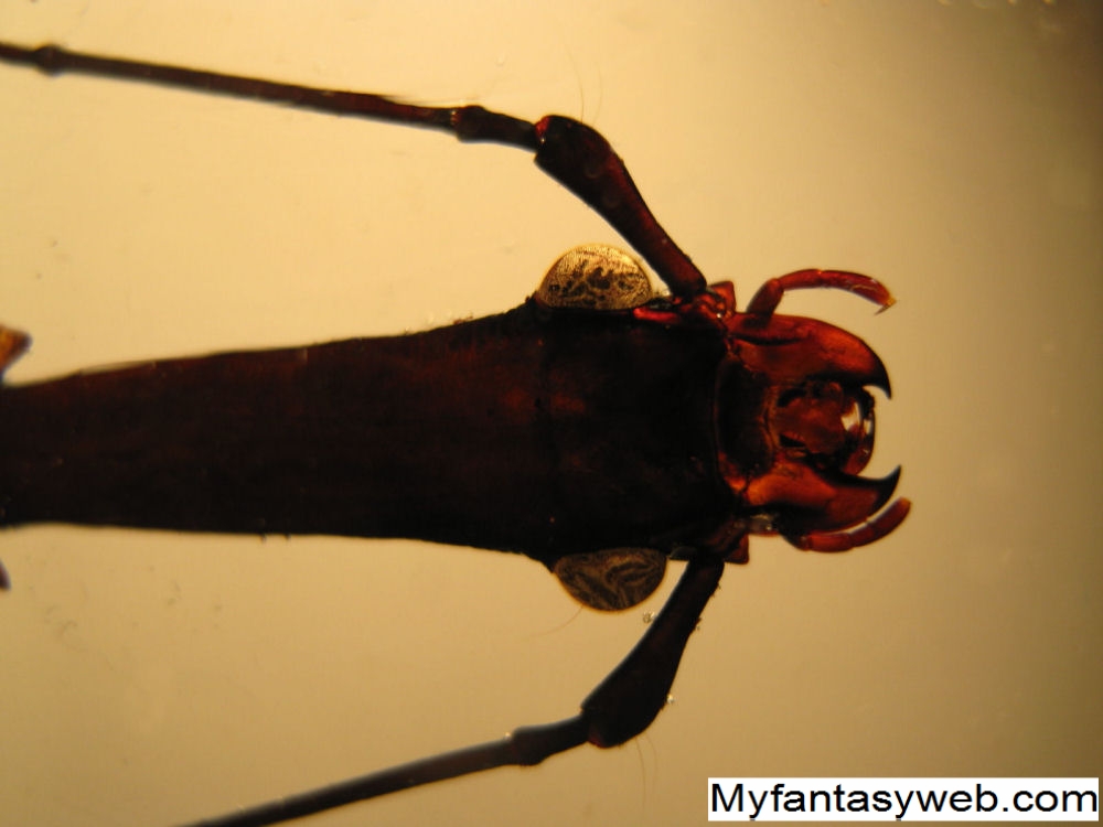 VIOLIN BEETLES ( MORMOLYCE PHYLLODES ) TAXIDERMY