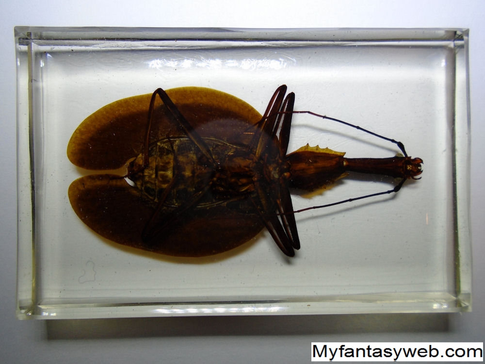 VIOLIN BEETLES ( MORMOLYCE PHYLLODES ) TAXIDERMY